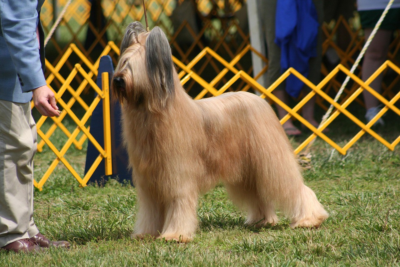 O KSCG - Kennel Club of Montenegro